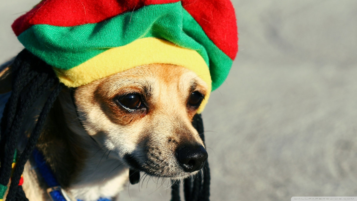 A New Study Shows Dogs Love Reggae! Adorable, Isn't It? - Sherpa Land